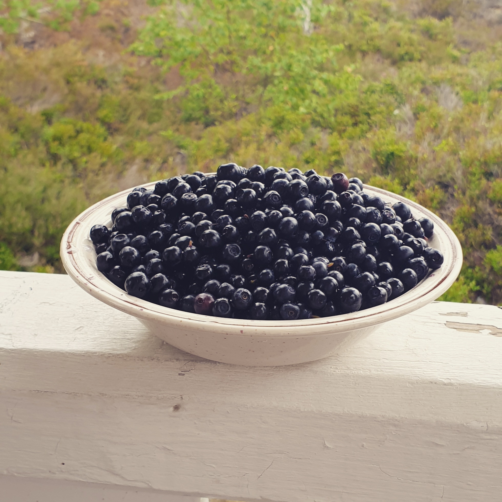 Mushrooms and berries - Rolfskärrs Stugby